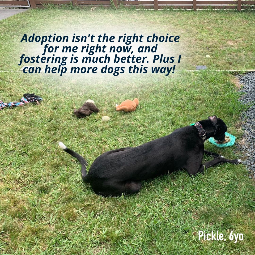 Foster Carers Needed! | Greyhounds as Pets