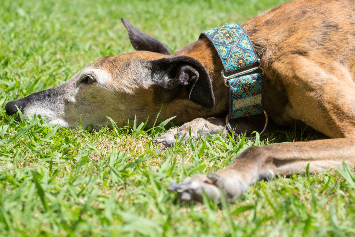 Summer Safety Tips for a Happy Healthy Hound | Greyhounds as Pets