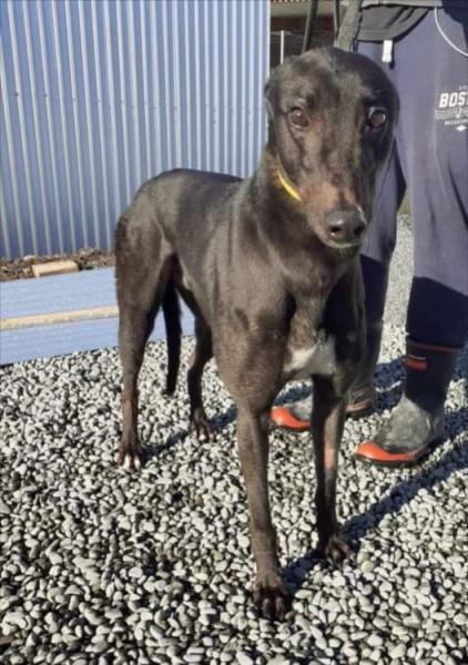 Dog - Details | Greyhounds as Pets