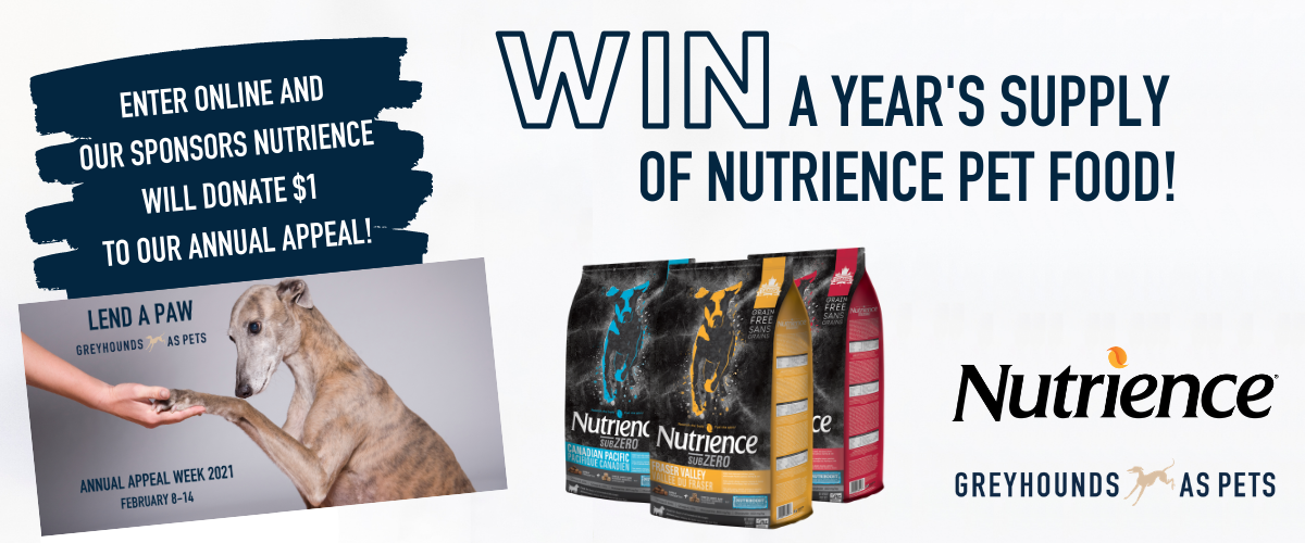 WIN a year's supply of Nutrience!* | Greyhounds as Pets