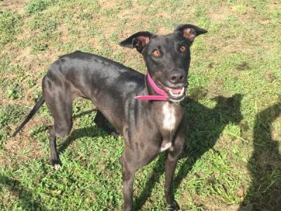 Dogs for Adoption | Greyhounds as Pets