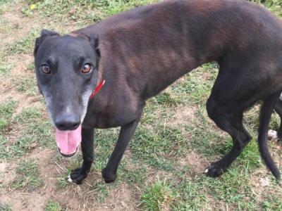 Dogs for Adoption | Greyhounds as Pets