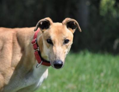 Dogs for Adoption | Greyhounds as Pets
