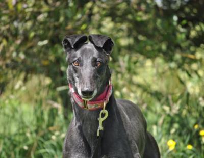 Welcome | Greyhounds as Pets
