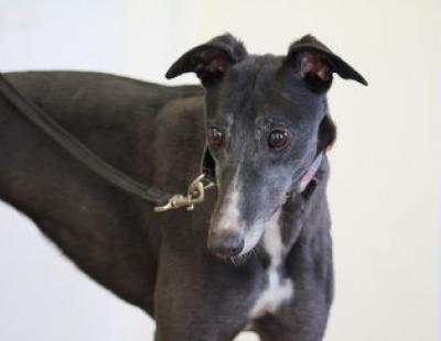 Dogs for Adoption | Greyhounds as Pets