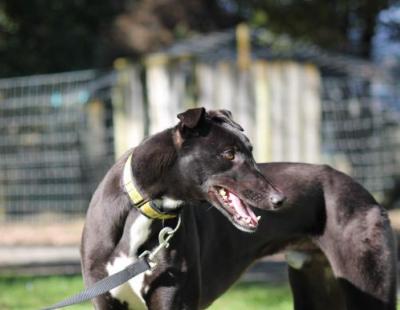 Dogs for Adoption | Greyhounds as Pets