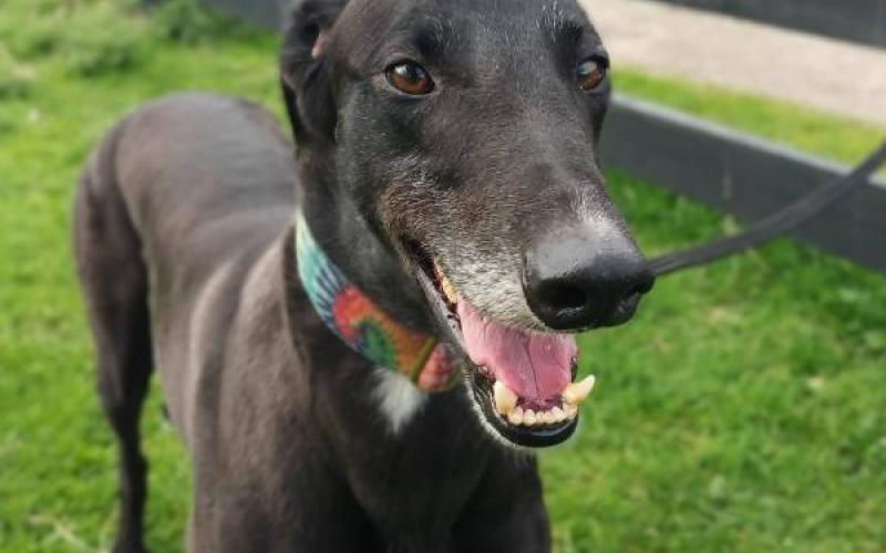 Dog - Details | Greyhounds as Pets