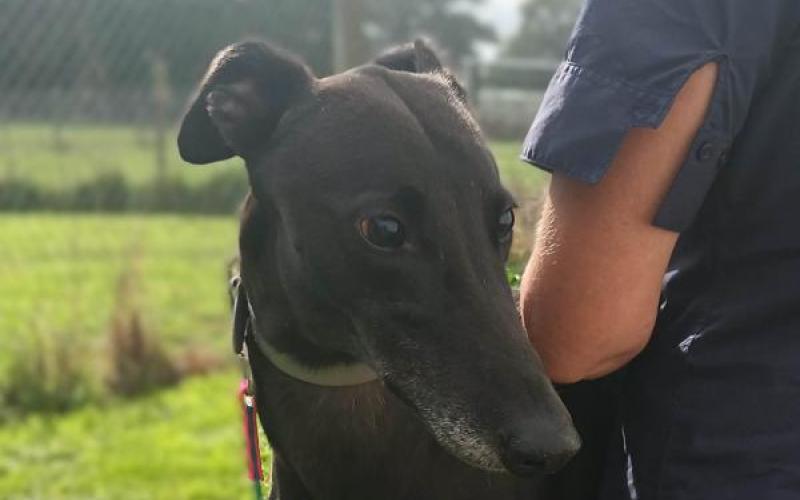 Dog - Details | Greyhounds as Pets