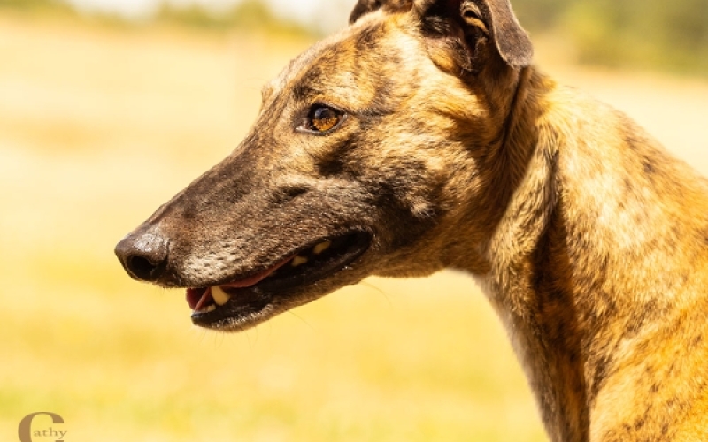 Dog - Details | Greyhounds as Pets