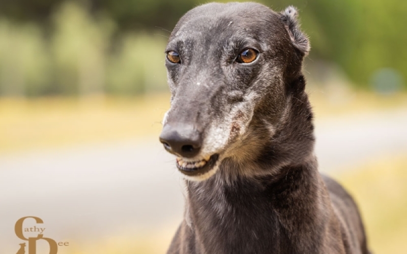 Dog - Details | Greyhounds as Pets