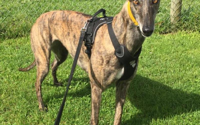 Dog - Details | Greyhounds as Pets