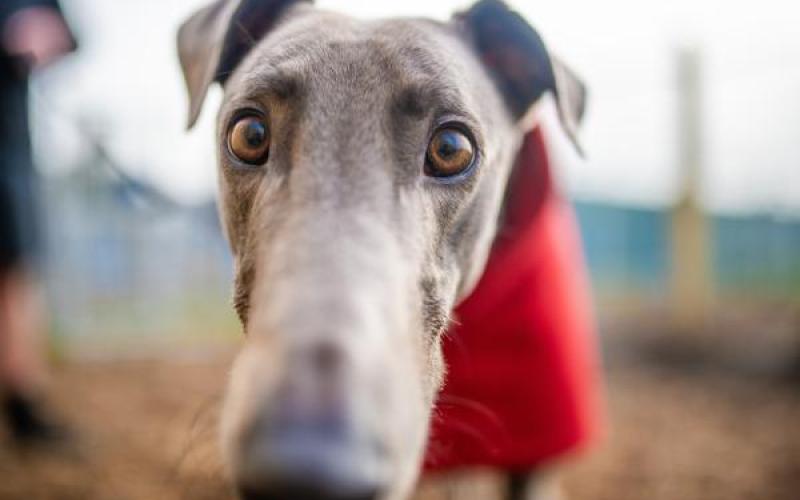 Dog - Details | Greyhounds as Pets