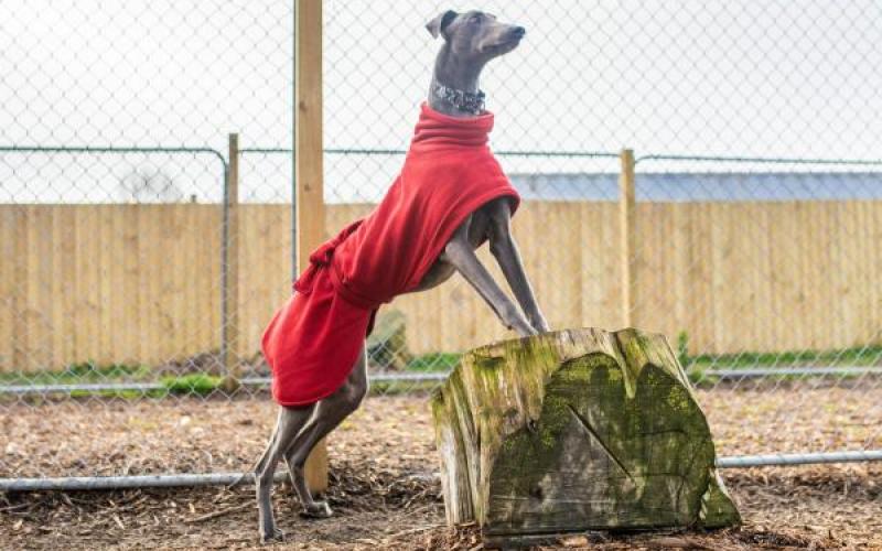 Dog - Details | Greyhounds as Pets