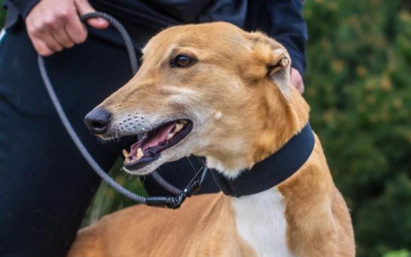 Dog - Details | Greyhounds as Pets