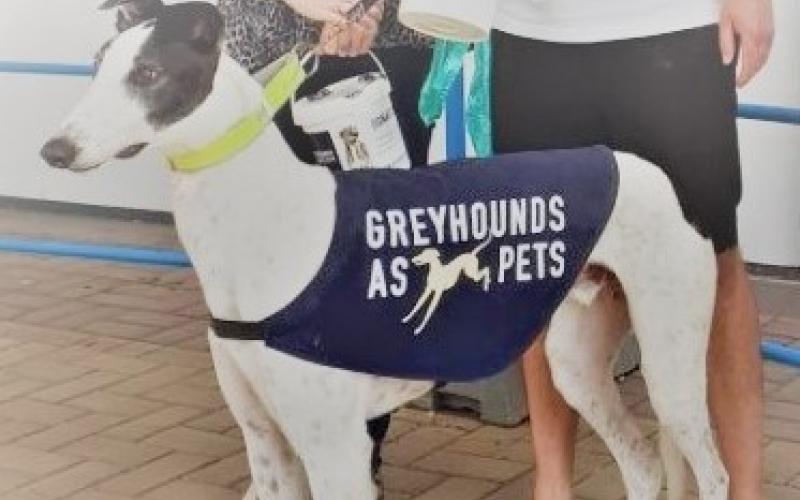 Dog - Details | Greyhounds as Pets
