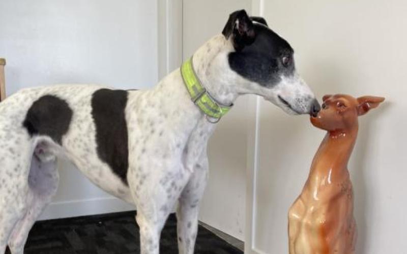 Dog - Details | Greyhounds as Pets