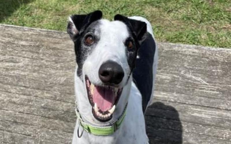 Dog - Details | Greyhounds as Pets