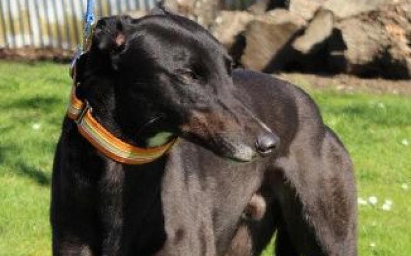 Dog - Details | Greyhounds as Pets