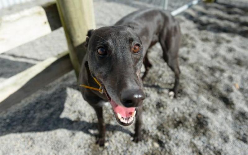 Dog - Details | Greyhounds as Pets