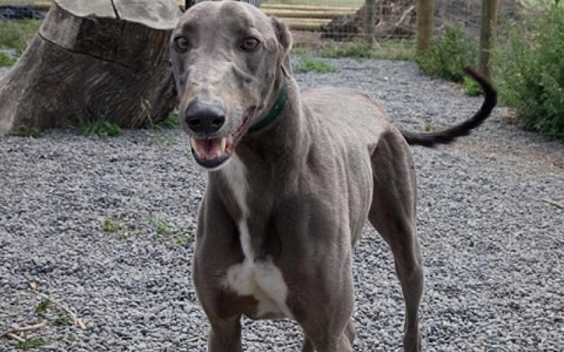 Dog - Details | Greyhounds as Pets
