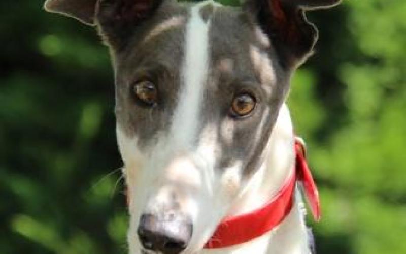 Dog - Details | Greyhounds as Pets