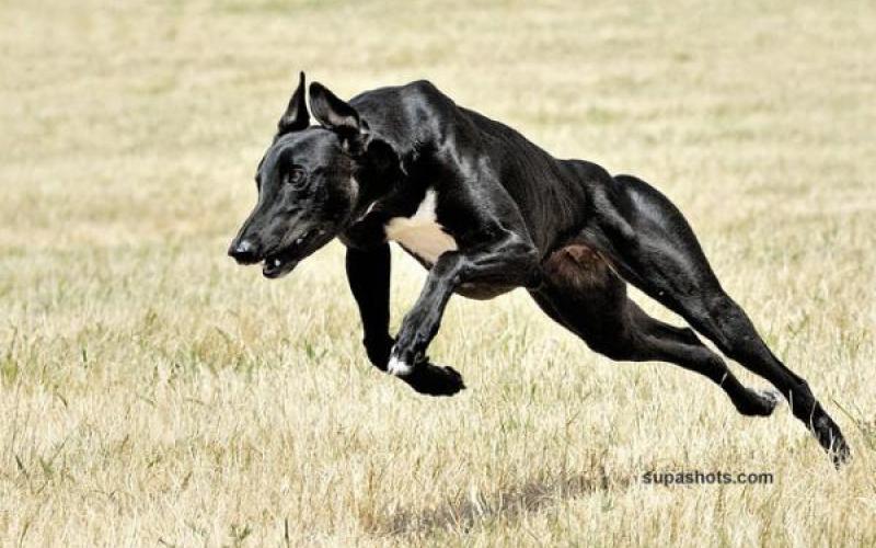 Dog - Details | Greyhounds as Pets