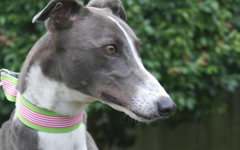 Dog - Details | Greyhounds as Pets