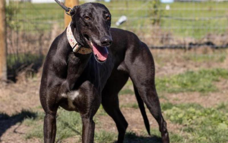 Dog - Details | Greyhounds as Pets