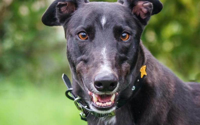 Dog - Details | Greyhounds as Pets