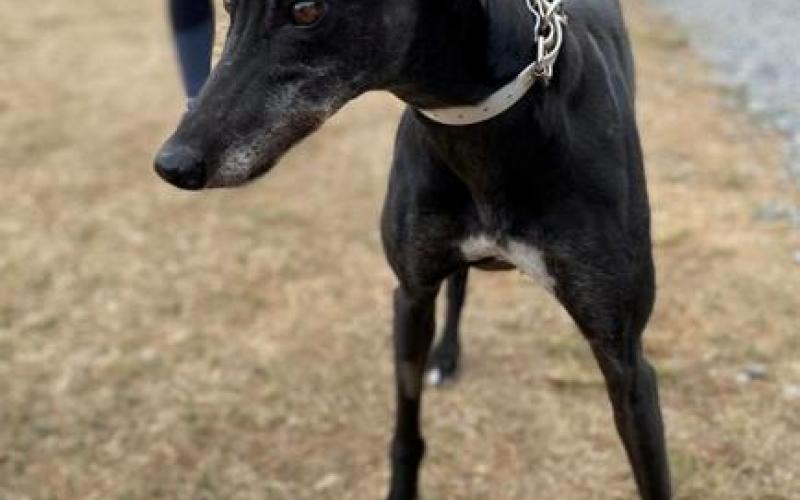 Dog - Details | Greyhounds as Pets