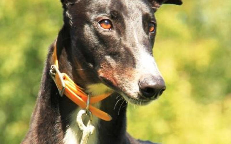 Dog - Details | Greyhounds as Pets