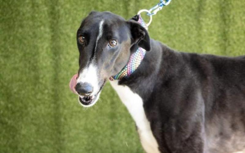 Dog - Details | Greyhounds as Pets