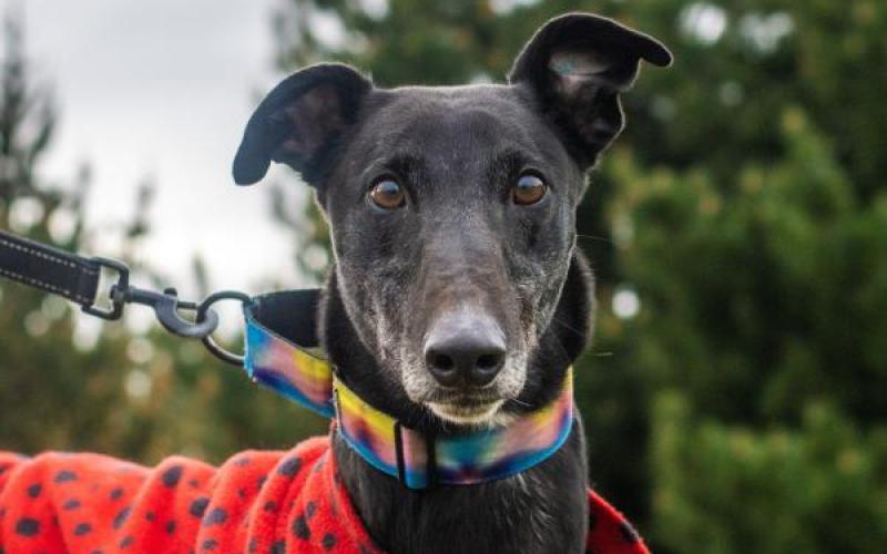 Dog - Details | Greyhounds as Pets