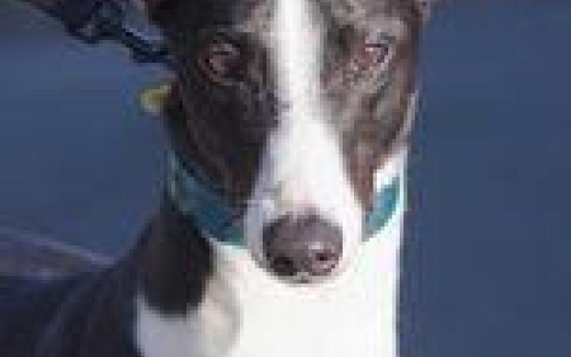 Dog - Details | Greyhounds as Pets